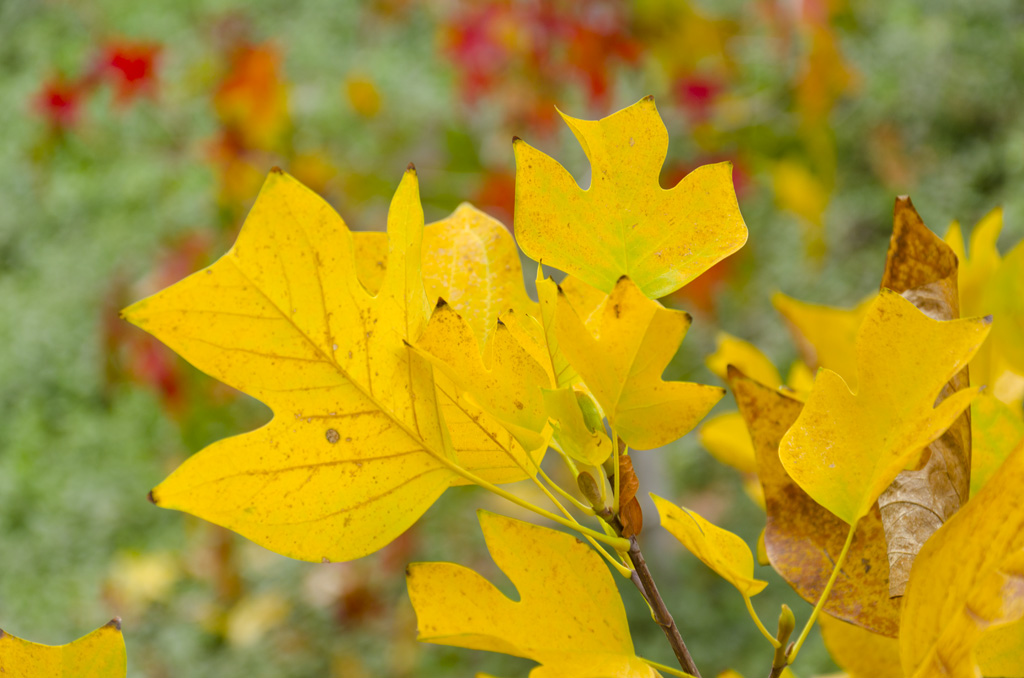 Leaves to Learn From This Fall | The Heights Forum