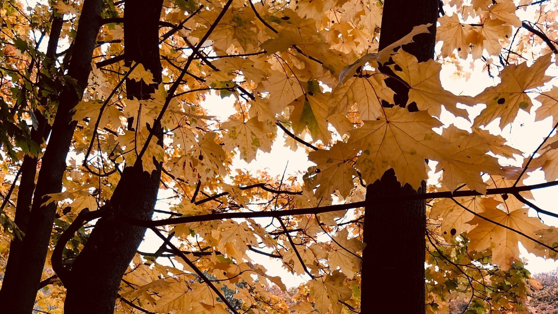 Leaves to Learn From This Fall | The Heights Forum