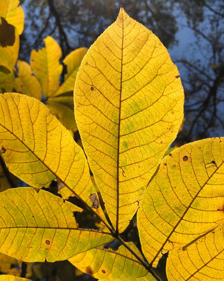 Leaves to Learn From This Fall | The Heights Forum