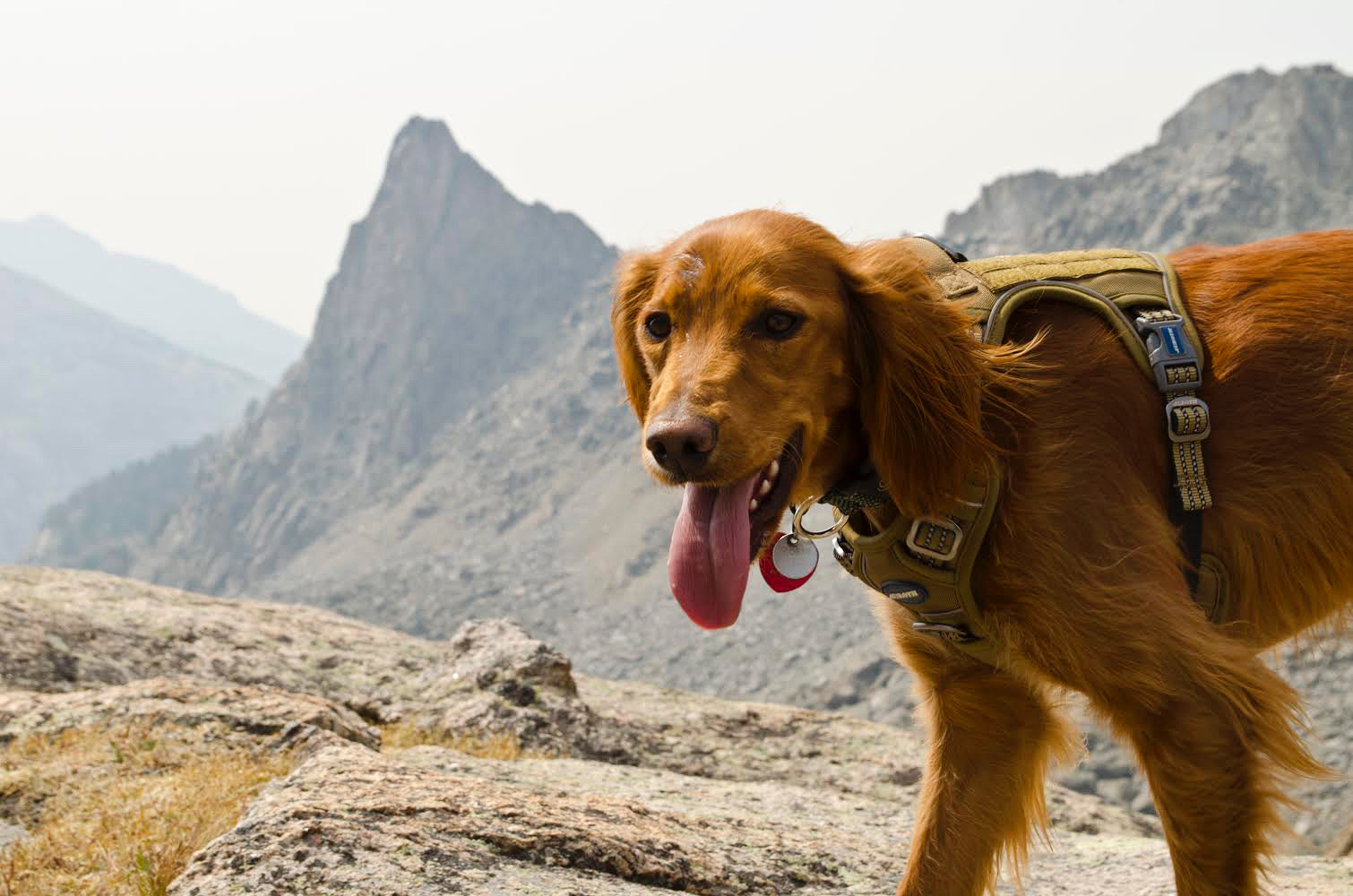 Turbulent Seas: Lessons from a Dog on Confidence | The Heights Forum